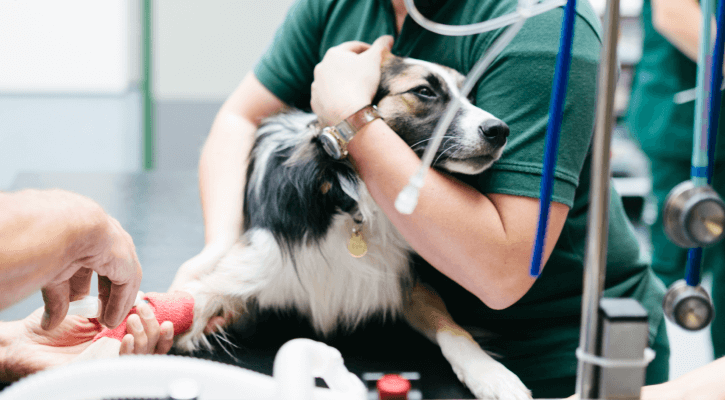 Pet Emergency Care Near Me 08844 - Well Pet